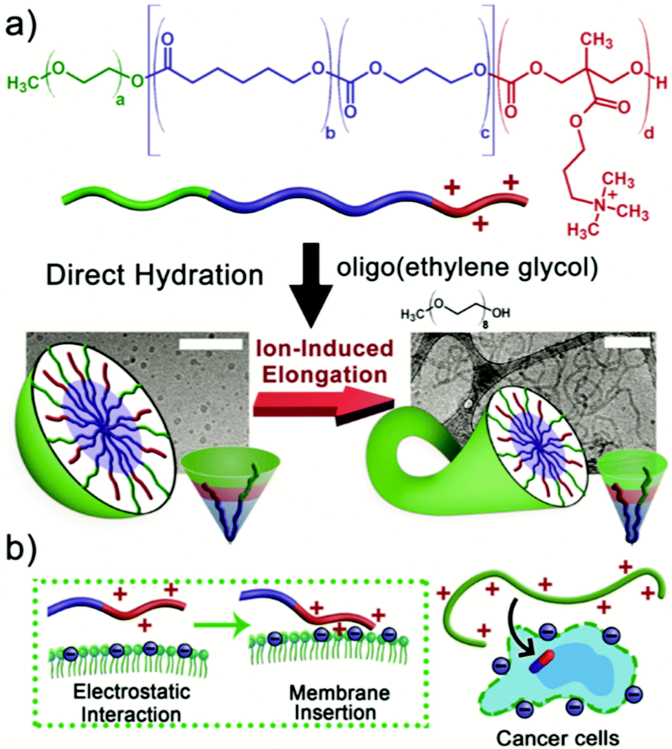 Macromolecular design and preparation of polymersomes - Polymer ...