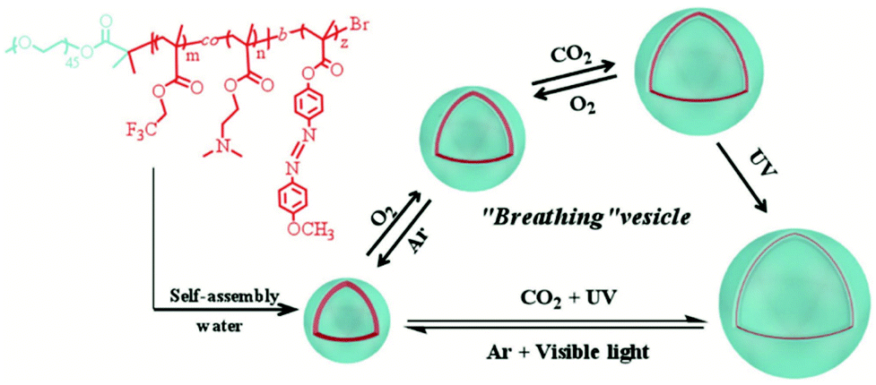 Macromolecular design and preparation of polymersomes - Polymer ...