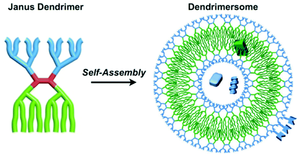Macromolecular design and preparation of polymersomes - Polymer ...