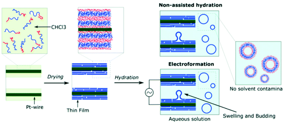 Macromolecular design and preparation of polymersomes - Polymer ...