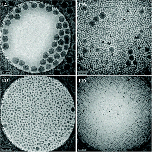 Poly(vinyl acetate- co -ethylene) particles prepared by surfactant-free ...