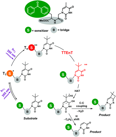 Recent applications of biphotonic processes in organic synthesis ...
