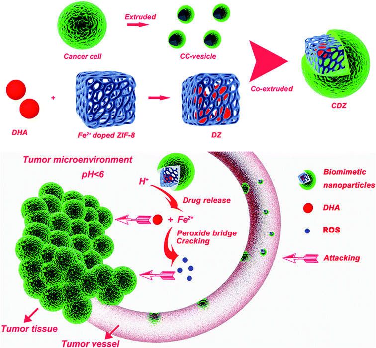 Cancer cell membrane-camouflaged MOF nanoparticles for a potent ...