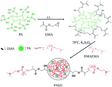 Cross-linking of poly(dimethylaminoethyl methacrylate) by phytic acid ...