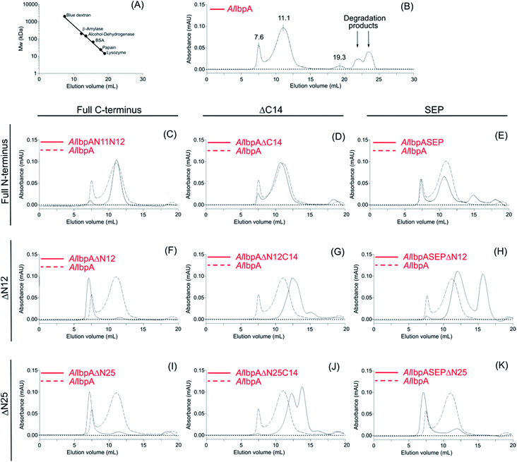 N- and C-terminal regions of the small heat shock protein IbpA from ...