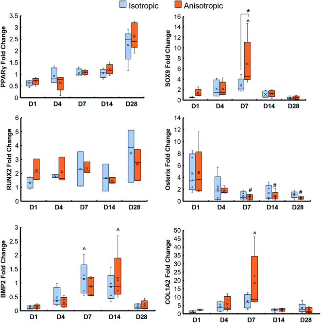 Anisotropic mineralized collagen scaffolds accelerate osteogenic ...