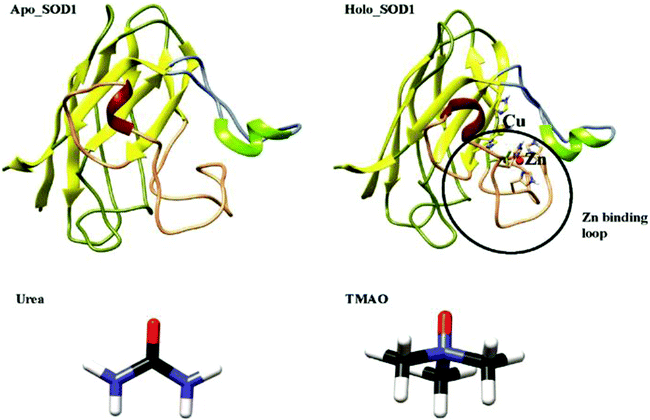 Conformational dynamics of superoxide dismutase (SOD1) in osmolytes: a ...