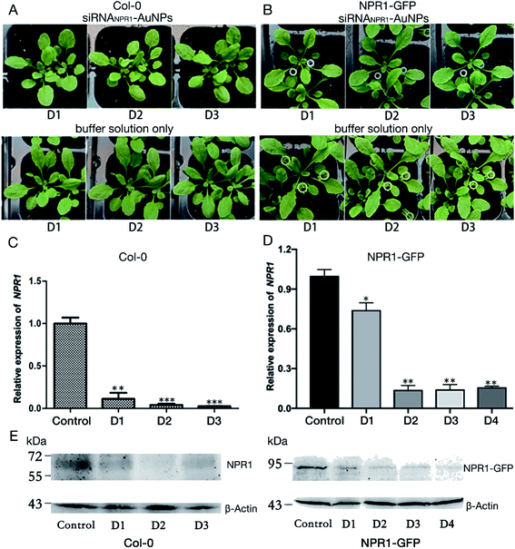 Construction of gold-siRNA NPR1 nanoparticles for effective and quick ...