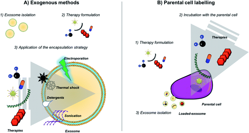 Use of exosomes as vectors to carry advanced therapies | Exosome RNA