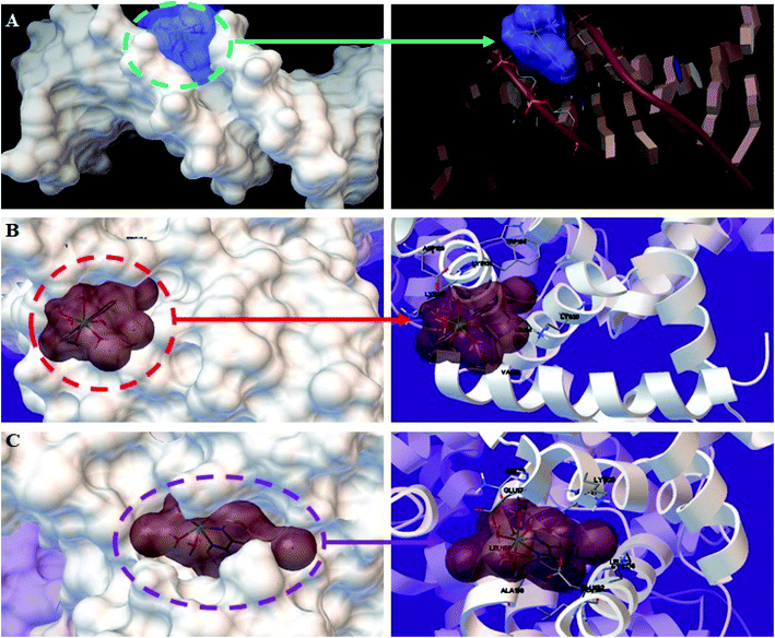 The synthesis, characterization, DNA/BSA/HSA interactions, molecular ...