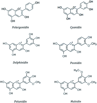 New insights into red plant pigments: more than just natural colorants ...