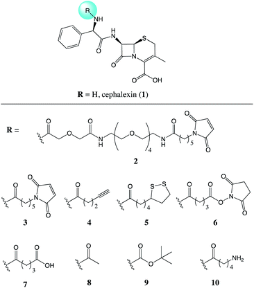 Synthesis and biochemical evaluation of cephalosporin analogues ...