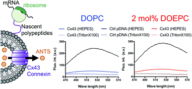 Preparation of cationic proteoliposomes using cell-free membrane ...