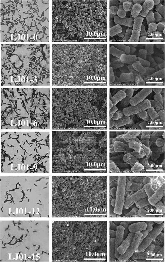 Isolation, expression, and biochemical characterization: nitrite ...
