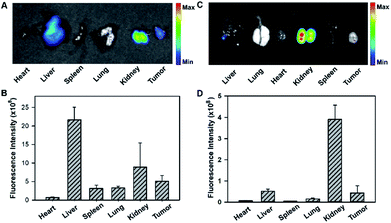 RNA imaging in living mice enabled by an in vivo hybridization chain ...
