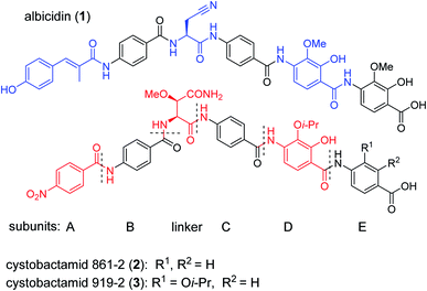 Synthetic studies of cystobactamids as antibiotics and bacterial ...