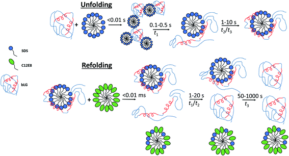 A complete picture of protein unfolding and refolding in surfactants ...