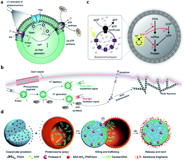 Protocells programmed through artificial reaction networks - Chemical ...