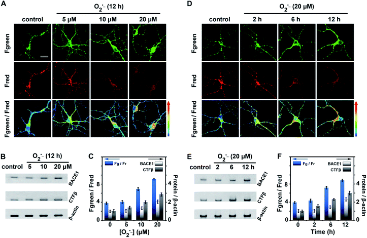 A novel two-photon ratiometric fluorescent probe for imaging and ...