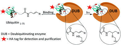Probing enzymatic activity – a radical approach - Chemical Science (RSC ...