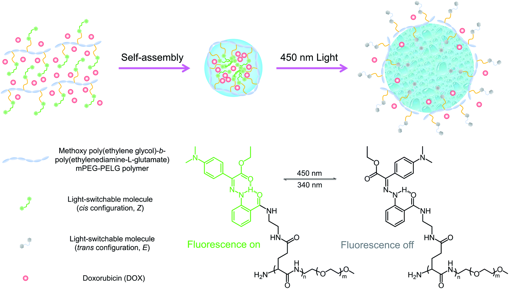 Visualizing intracellular particles and precise control of drug release ...