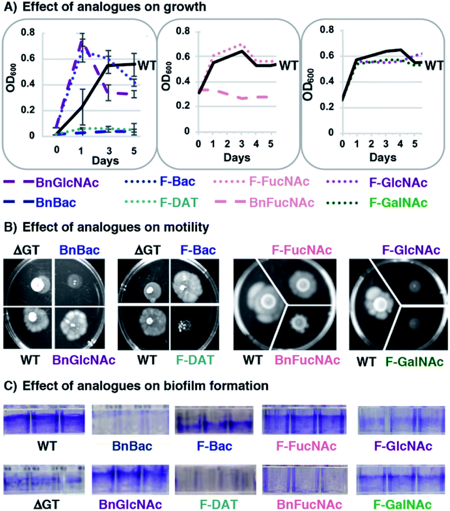 Metabolic inhibitors of bacterial glycan biosynthesis - Chemical ...