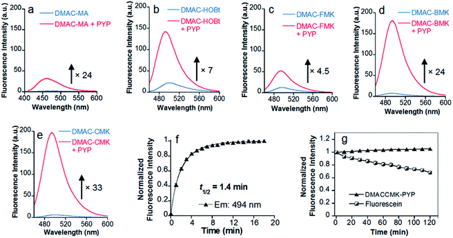 Rapid no-wash labeling of PYP-tag proteins with reactive fluorogenic ...