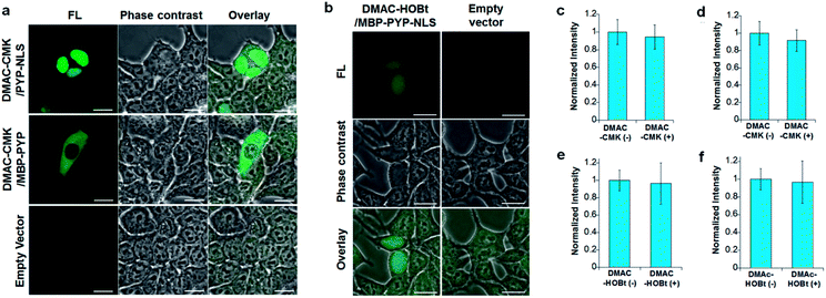 Rapid no-wash labeling of PYP-tag proteins with reactive fluorogenic ...