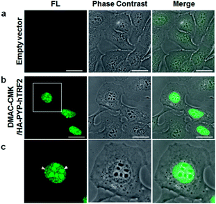 Rapid no-wash labeling of PYP-tag proteins with reactive fluorogenic ...