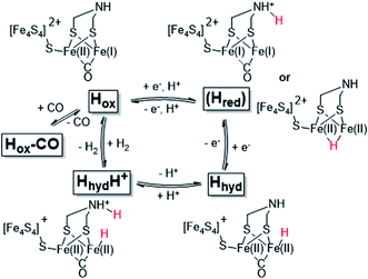 Spectroscopic investigations under whole-cell conditions provide new ...