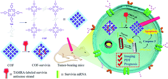 A COF-based nanoplatform for highly efficient cancer diagnosis ...