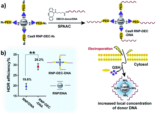 A traceless linker for aliphatic amines that rapidly and quantitatively ...