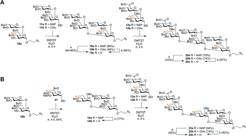 A synthetic glycan array containing Cryptococcus neoformans ...