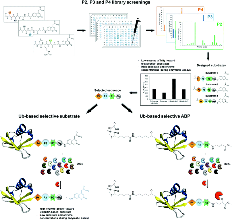 Engineered unnatural ubiquitin for optimal detection of ...