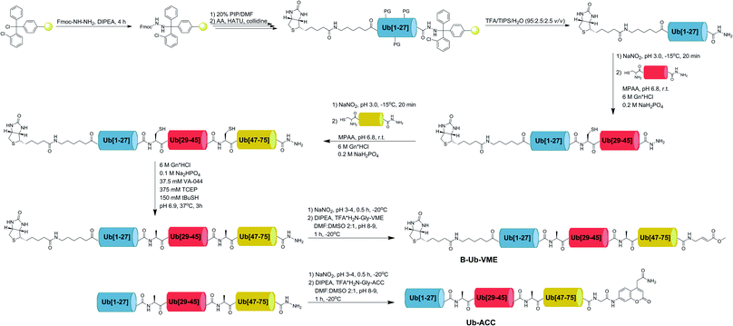Engineered unnatural ubiquitin for optimal detection of ...