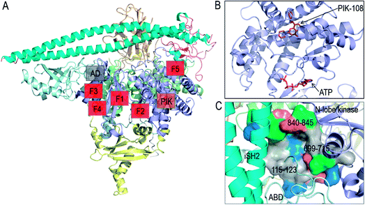 PI3K inhibitors: review and new strategies - Chemical Science (RSC ...