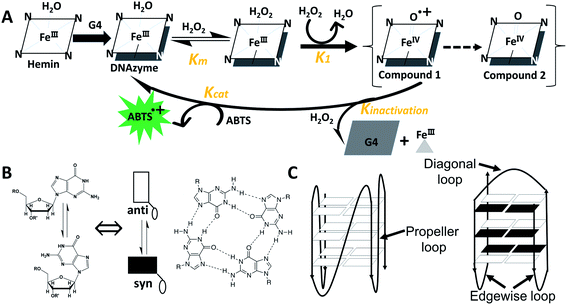 Investigation and improvement of catalytic activity of G-quadruplex ...