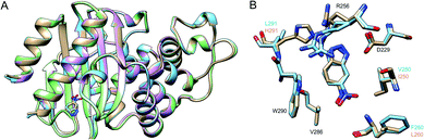 Enhancing a de novo enzyme activity by computationally-focused ultra ...