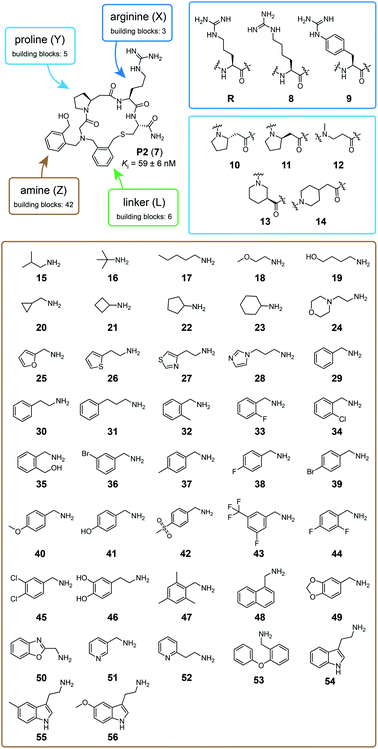 Macrocycle synthesis strategy based on step-wise “adding and reacting ...