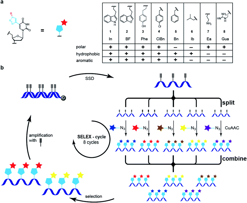 Dynamic changes in DNA populations revealed by split–combine selection ...