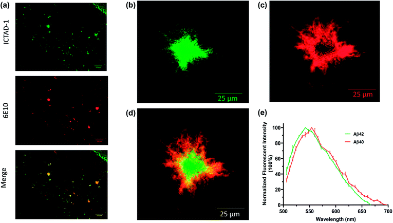 Differentiating Aβ40 and Aβ42 in amyloid plaques with a small molecule ...