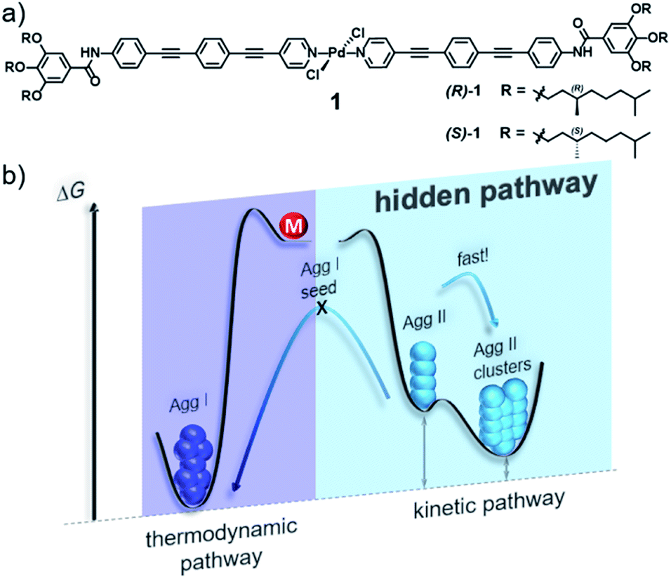Consequences of hidden kinetic pathways on supramolecular ...