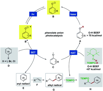 Intermolecular oxyarylation of olefins with aryl halides and TEMPOH ...