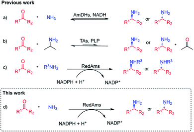 Asymmetric synthesis of primary amines catalyzed by thermotolerant ...