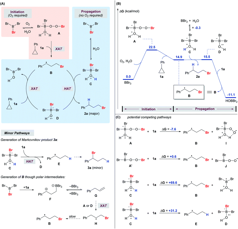 Boron tribromide as a reagent for anti-Markovnikov addition of HBr to ...