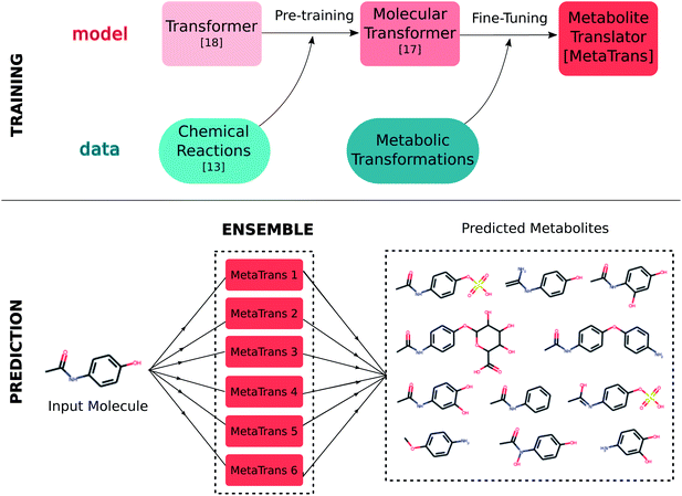 Prediction of drug metabolites using neural machine translation ...