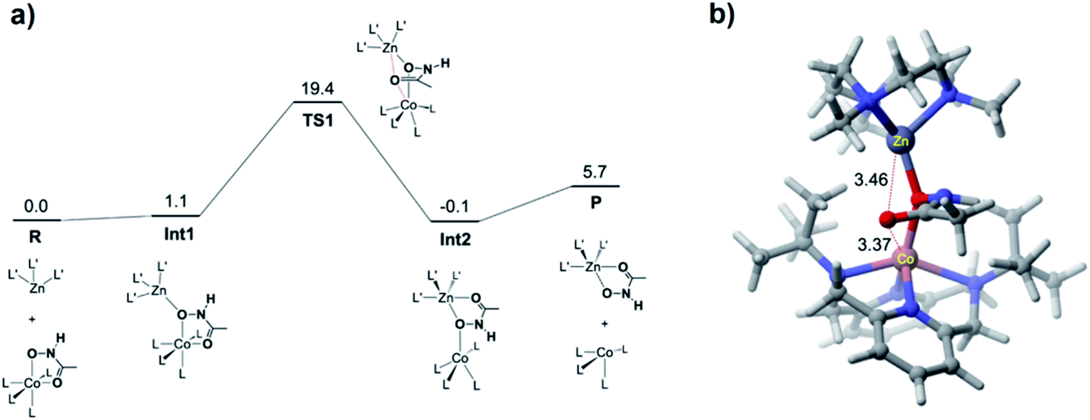 Mechanistic insight into hydroxamate transfer reaction mimicking the ...