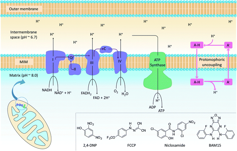 Aryl urea substituted fatty acids: a new class of protonophoric ...