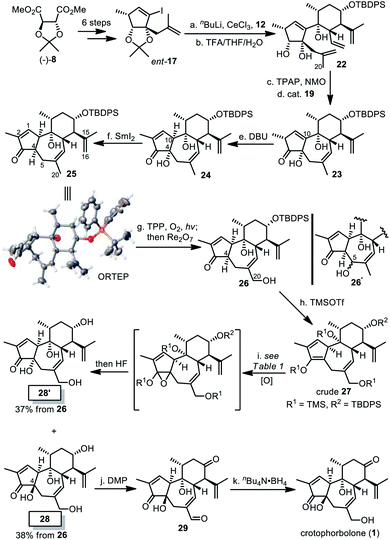 Total synthesis of crotophorbolone - Chemical Science (RSC Publishing ...