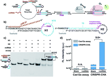 Integrating CRISPR-Cas12a with a DNA circuit as a generic sensing ...